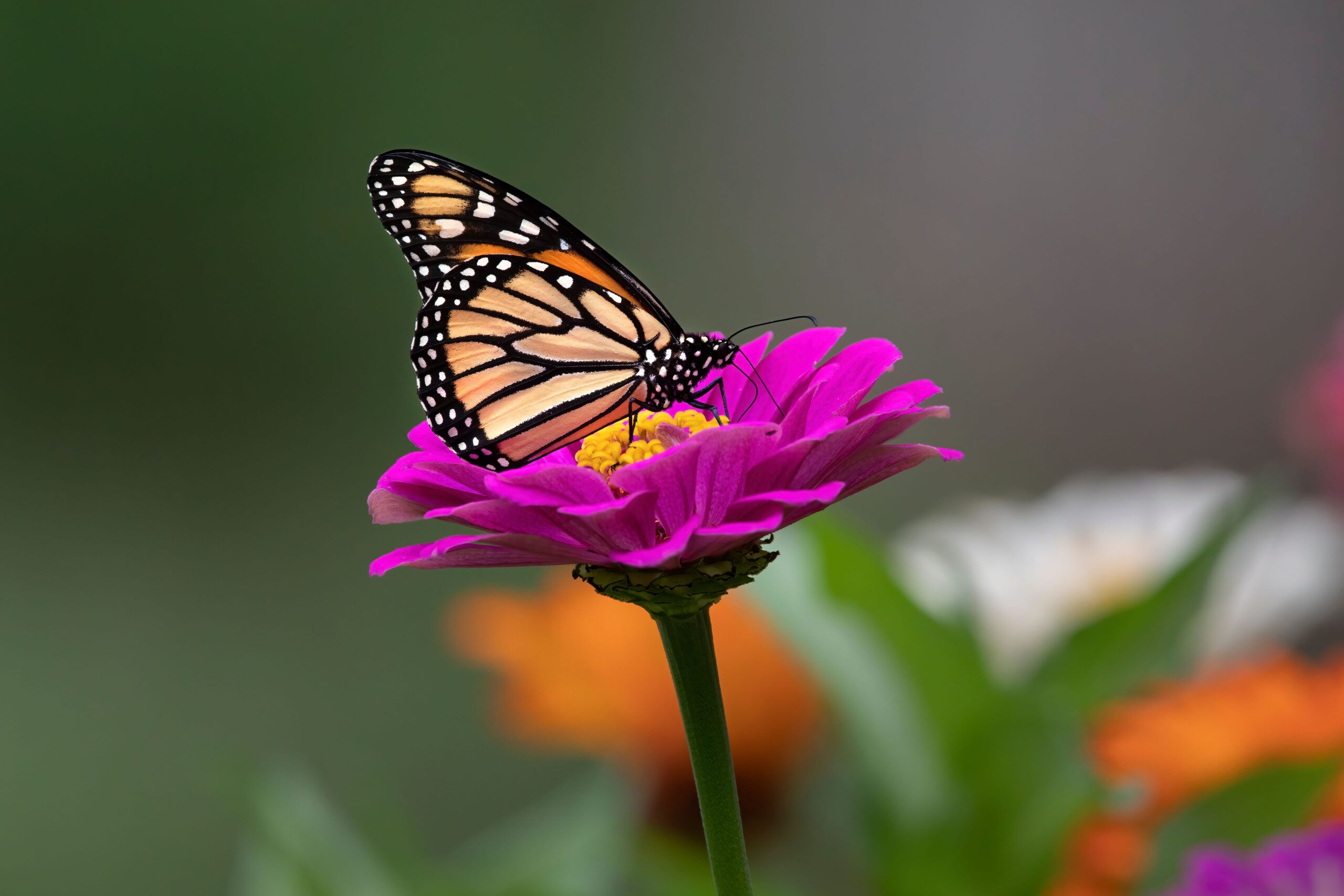 Home - Poesy and Ponderings